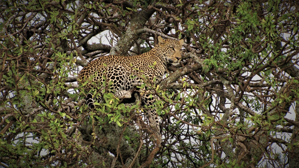 Veľká päťka alebo najzaujímavejšie zvieratá sveta | Blog BUBO