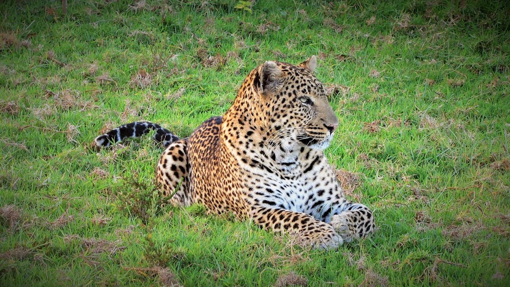 Veľká päťka alebo najzaujímavejšie zvieratá sveta | Blog BUBO