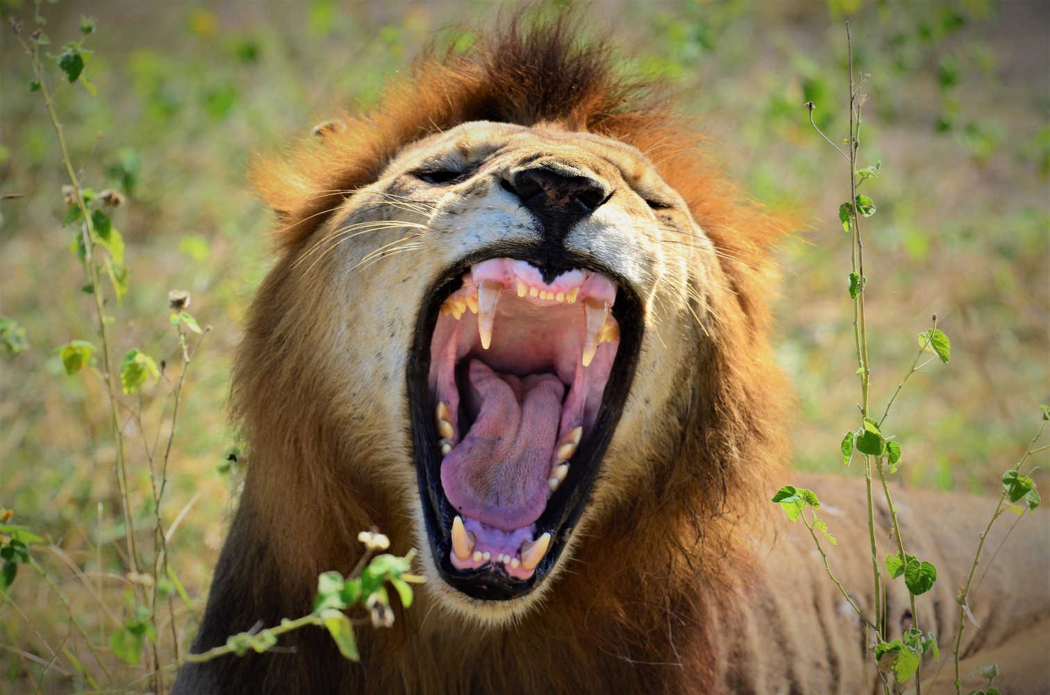 Veľká päťka alebo najzaujímavejšie zvieratá sveta | Blog BUBO