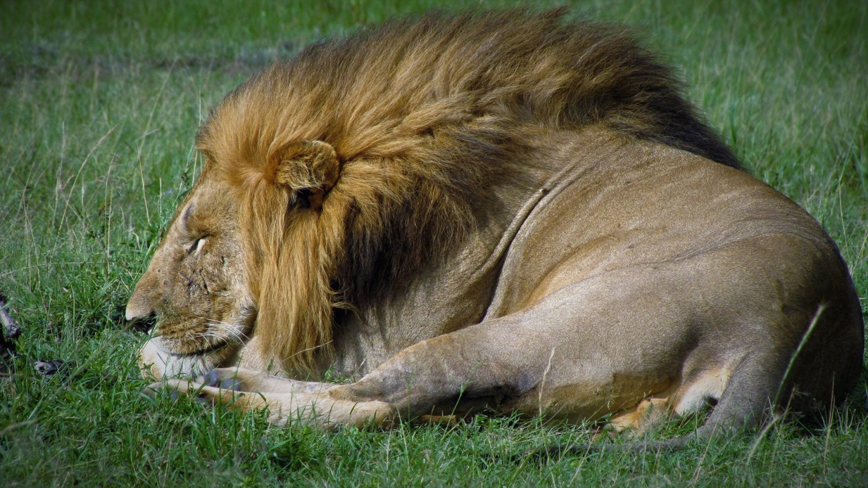 Veľká päťka alebo najzaujímavejšie zvieratá sveta | Blog BUBO