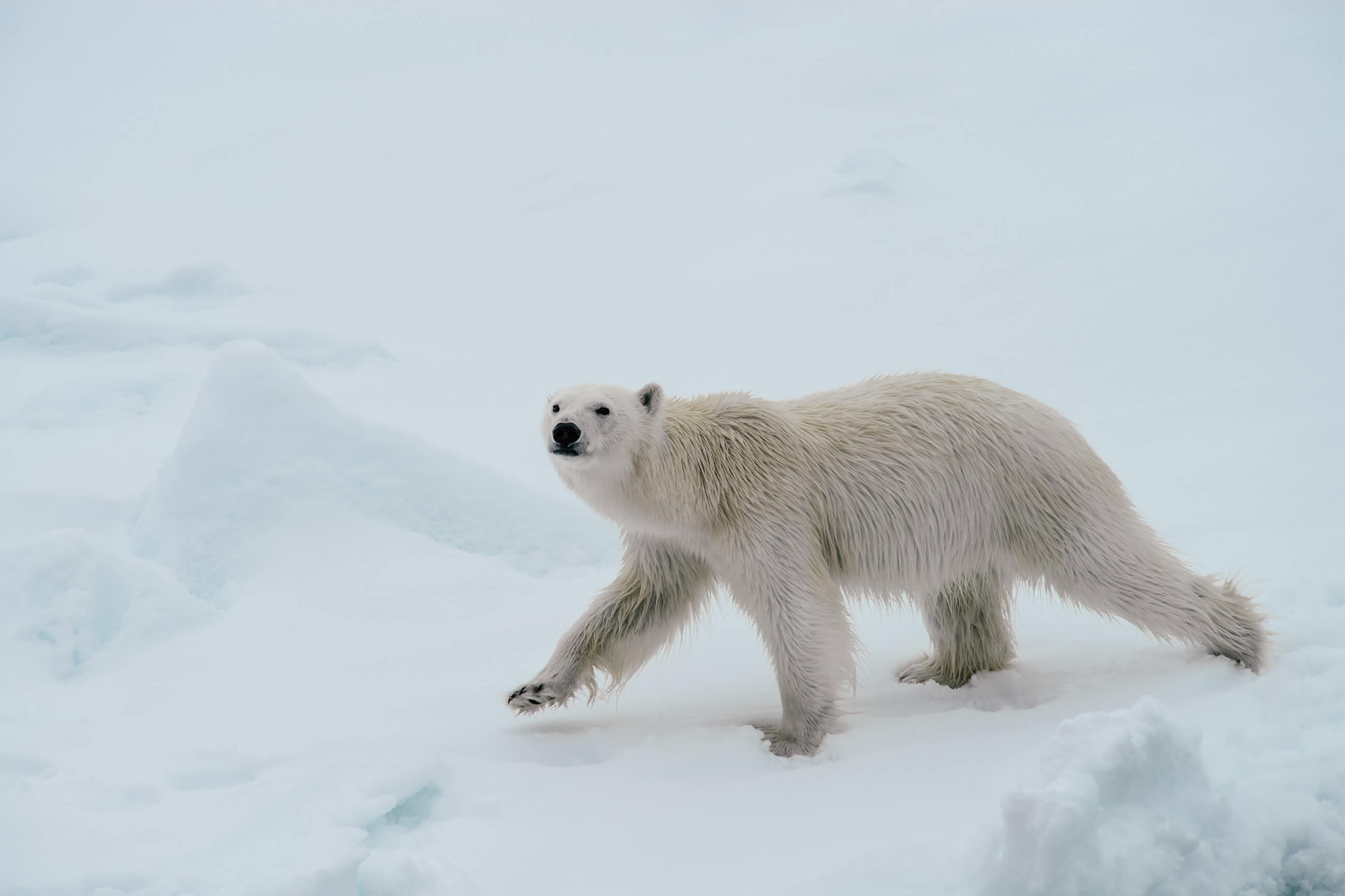 Inuiti, Eskimáci - život a tradície | Blog BUBO
