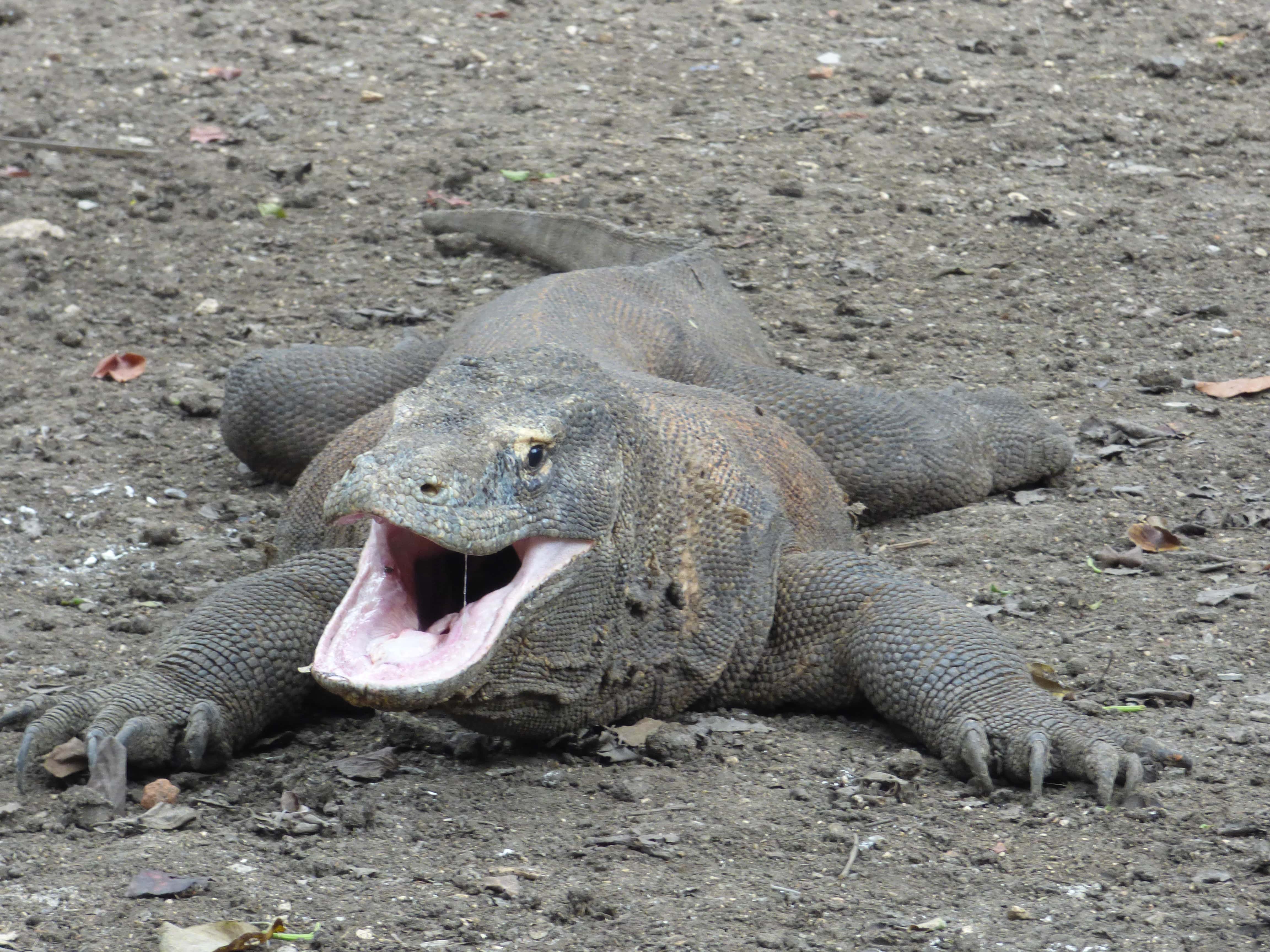 Varany na Komode | Blog BUBO