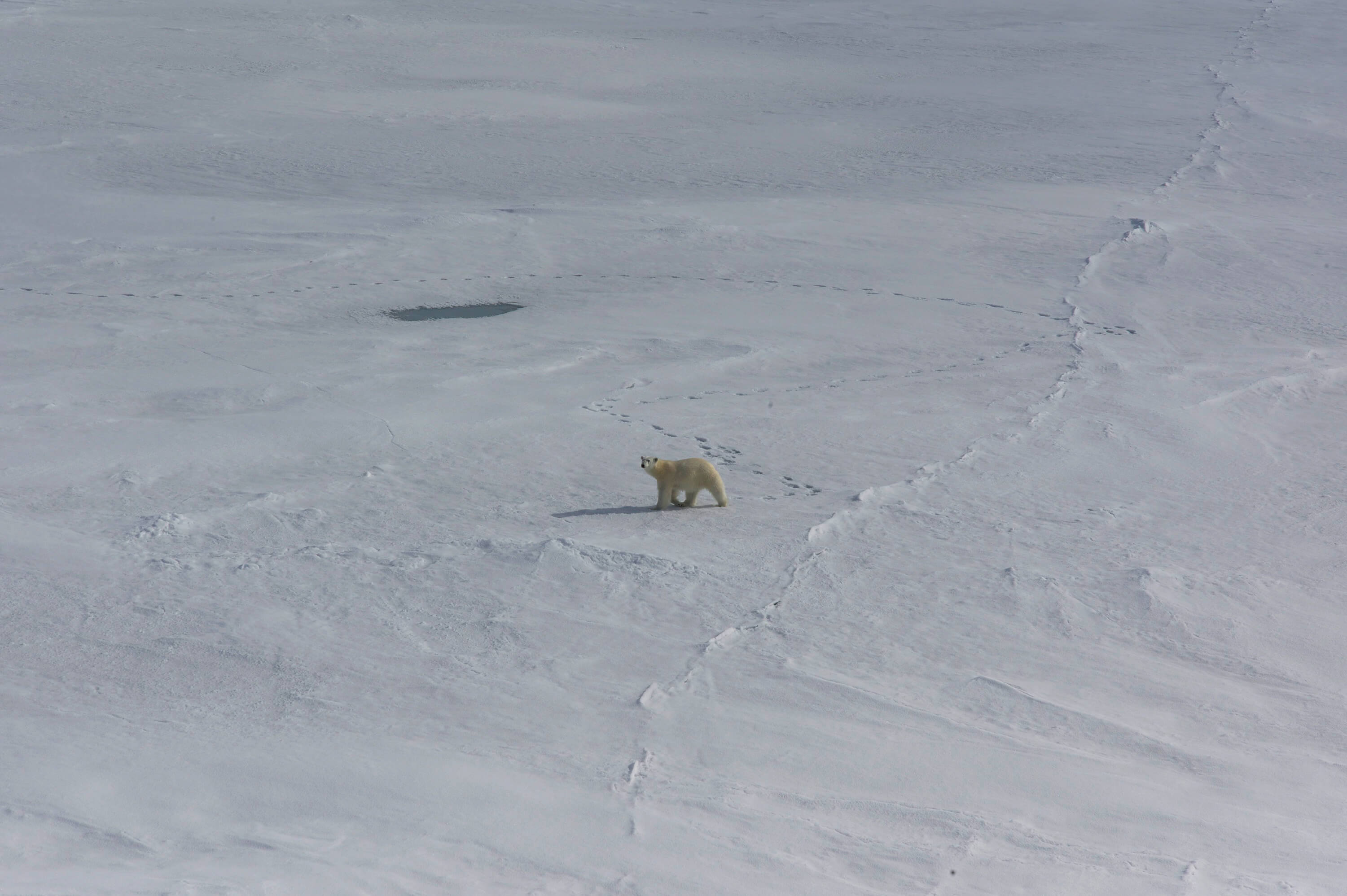 Kde najlepšie pozorovať zvieratá? | Blog BUBO