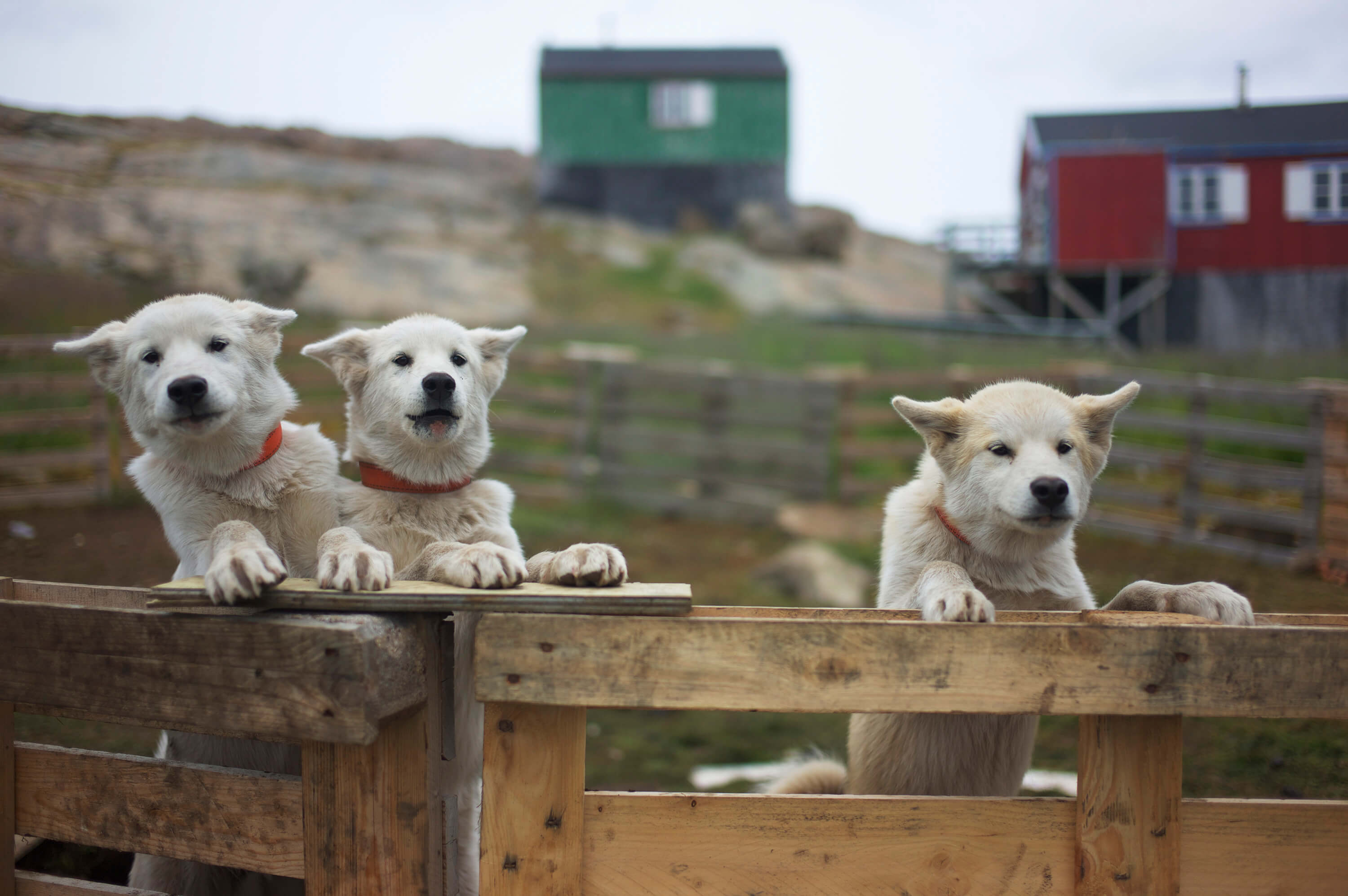 Kde najlepšie pozorovať zvieratá? | Blog BUBO