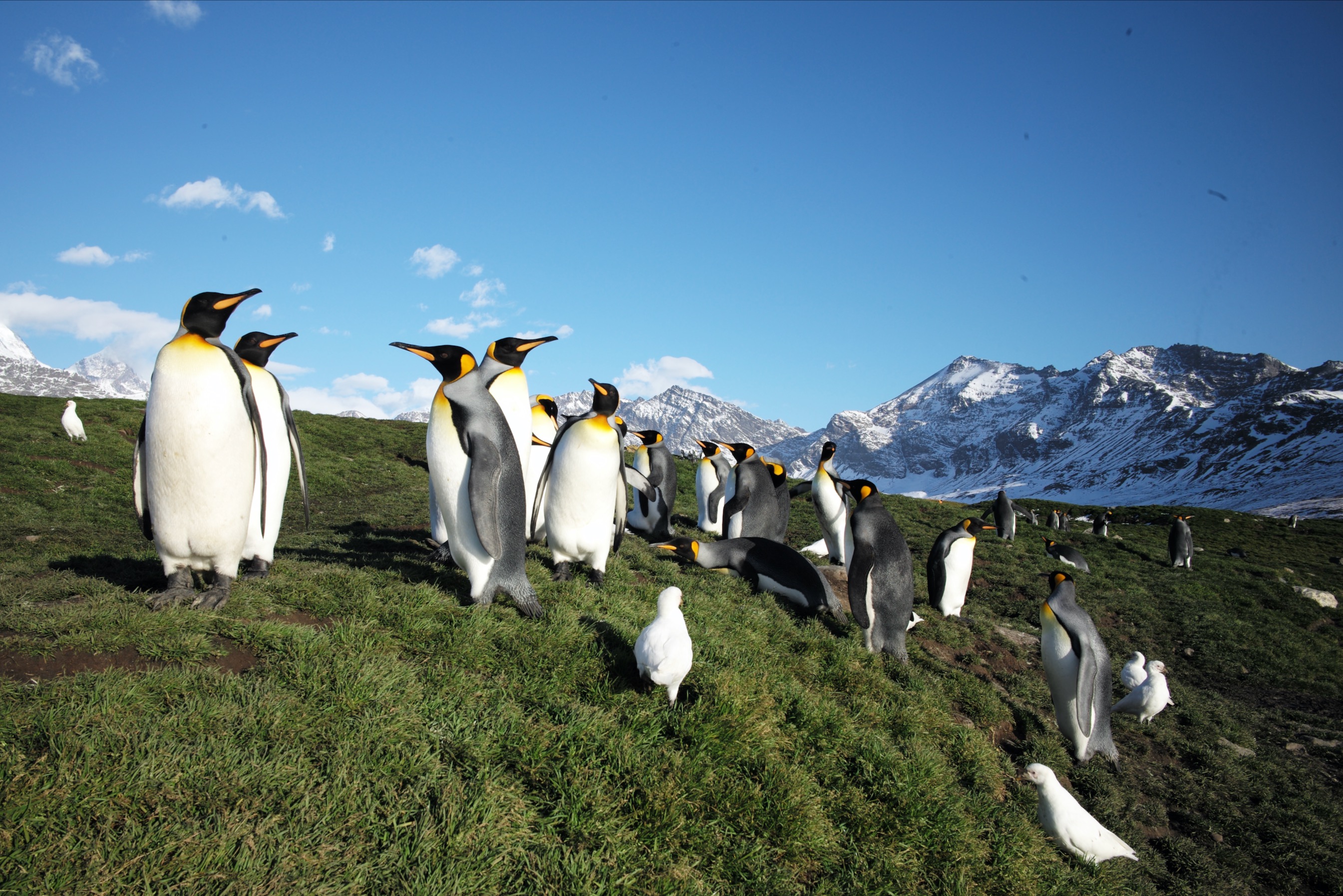 Južná Georgia - ekologický prírodný raj Antarktídy | Blog BUBO
