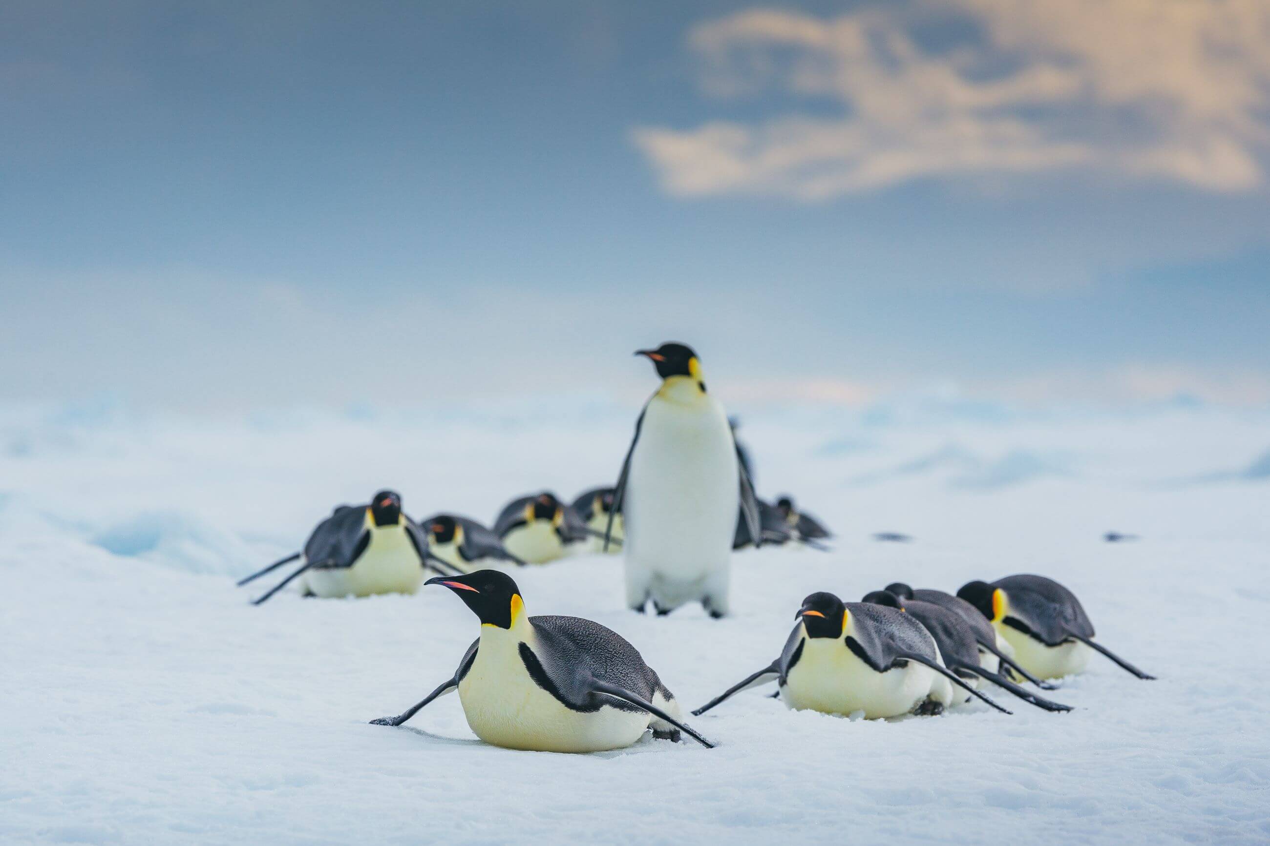 Tučniaky - kde ich pozorovať, informácie, zaujímavosti | Blog BUBO