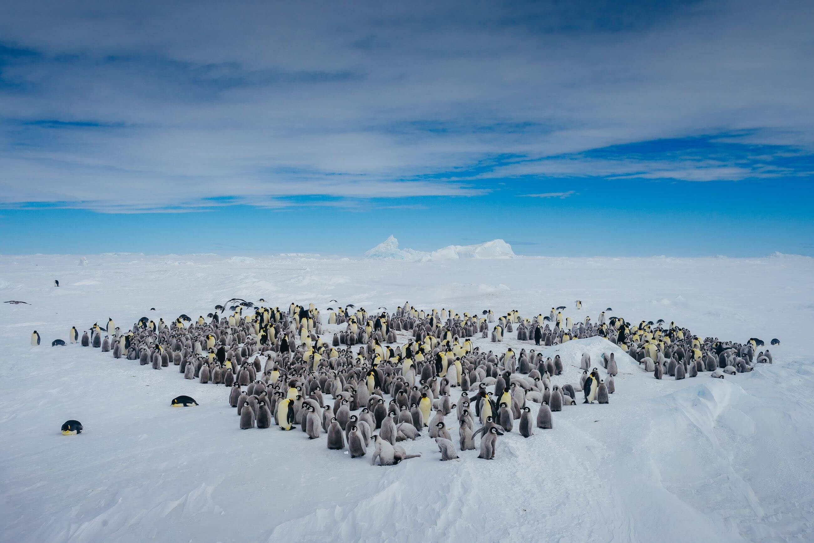 Tučniaky - kde ich pozorovať, informácie, zaujímavosti | Blog BUBO