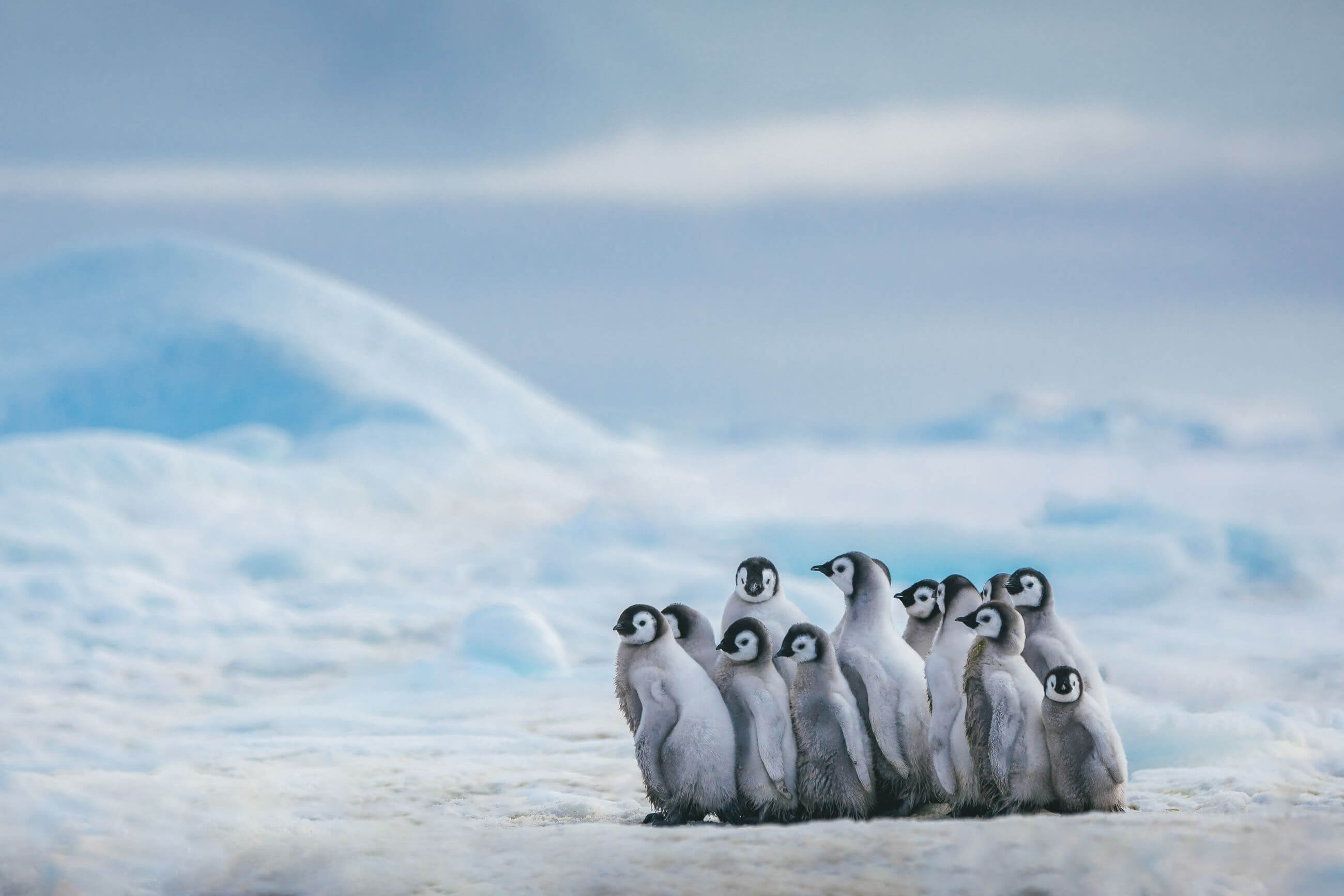 Tučniaky - kde ich pozorovať, informácie, zaujímavosti | Blog BUBO