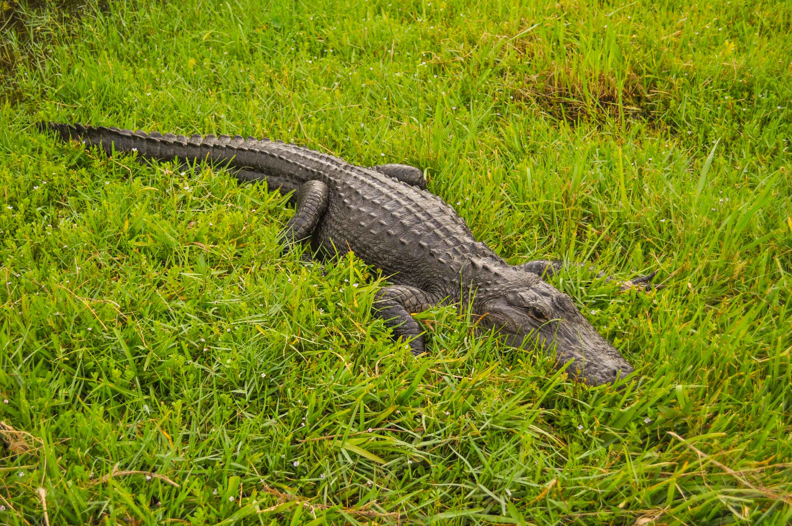 Miami - tipy na návštevu Floridy | Blog BUBO