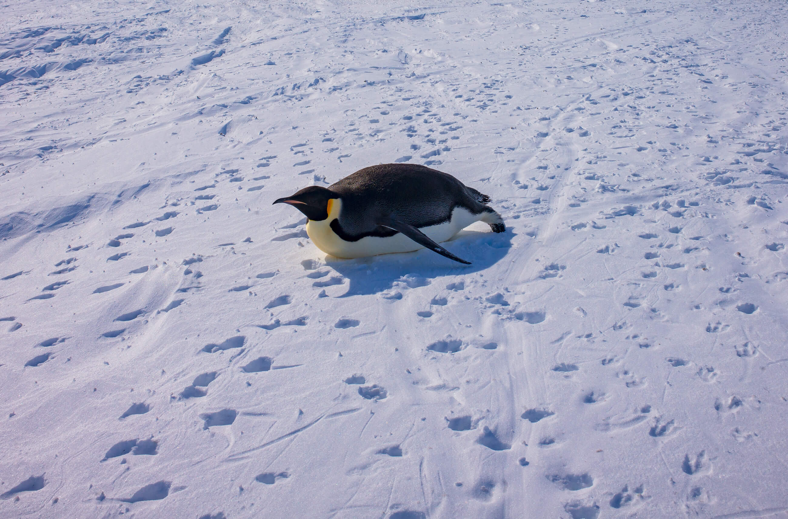 Južný pól | Dovolenka na mieru BUBO