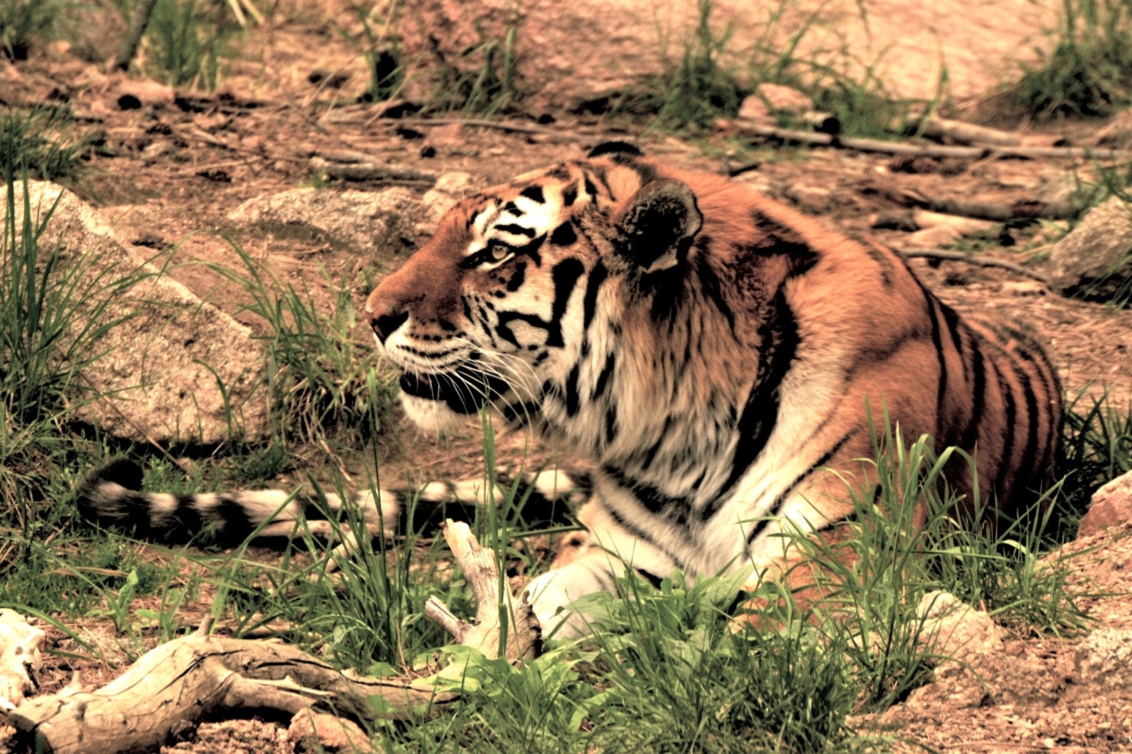 India - Tigre a gháty | Dovolenka BUBO