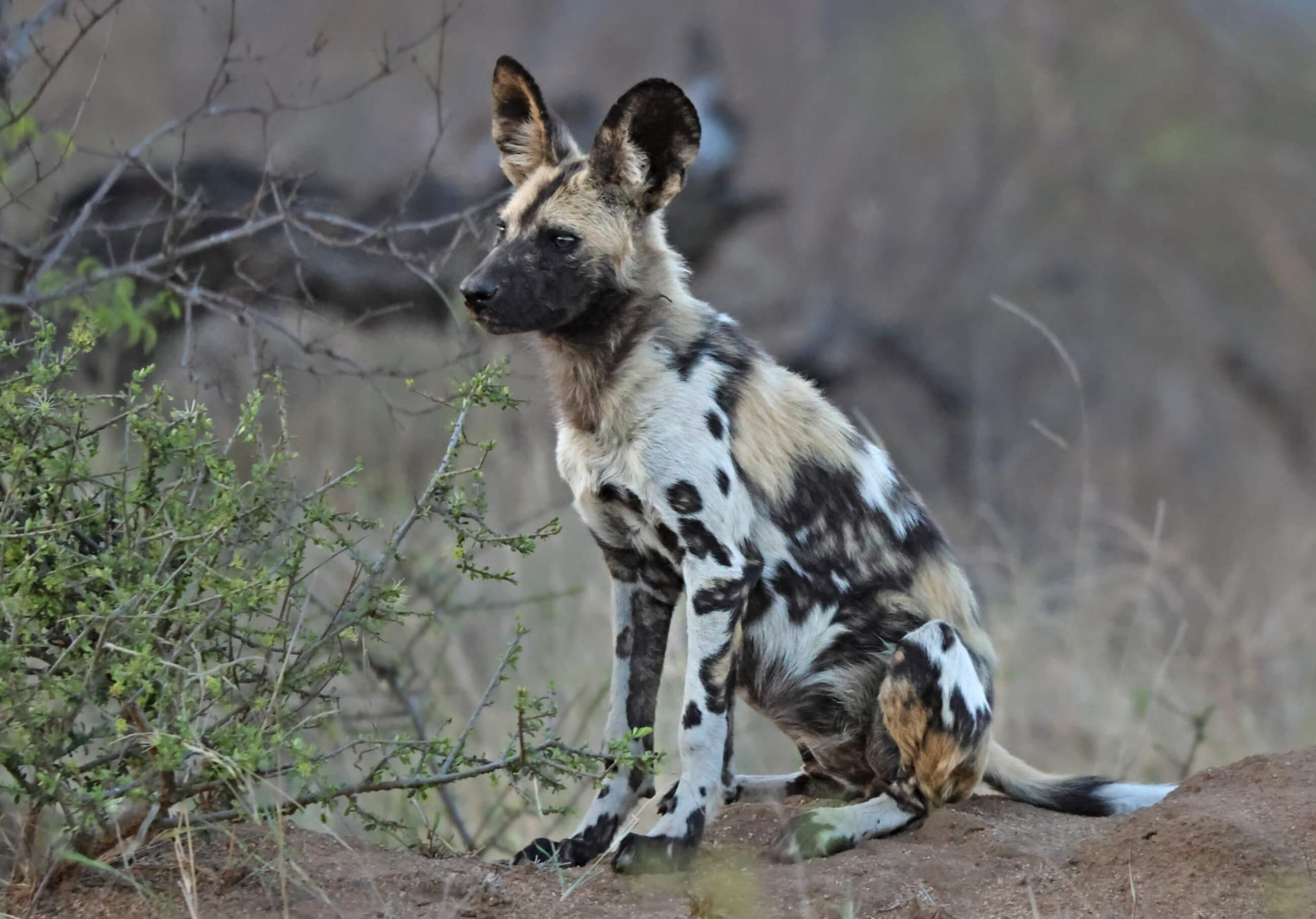 Kapské Mesto a jedinečné safari | Dovolenka BUBO