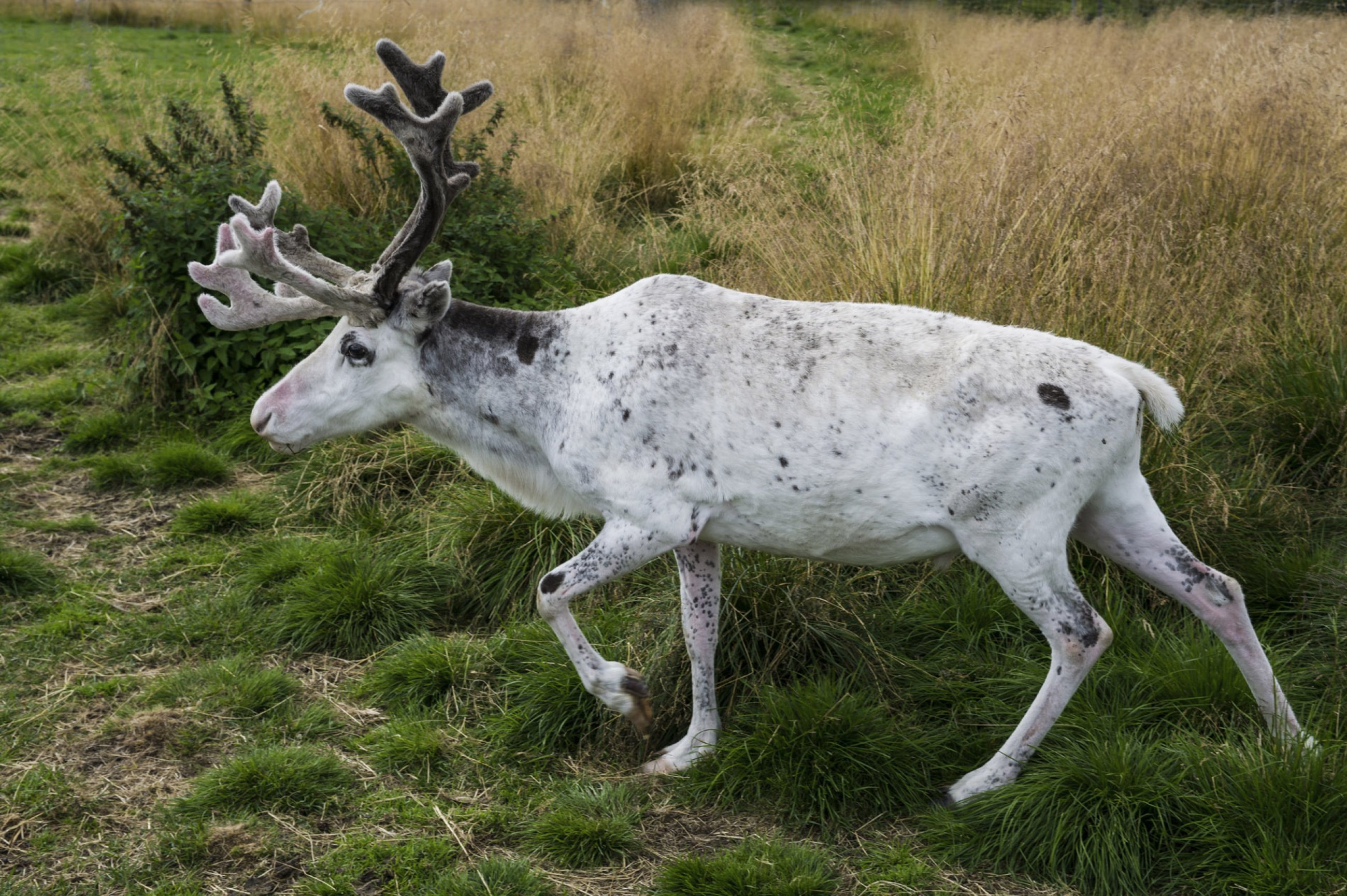 Dovolenka v Škandinávii s deťmi | Dovolenka BUBO