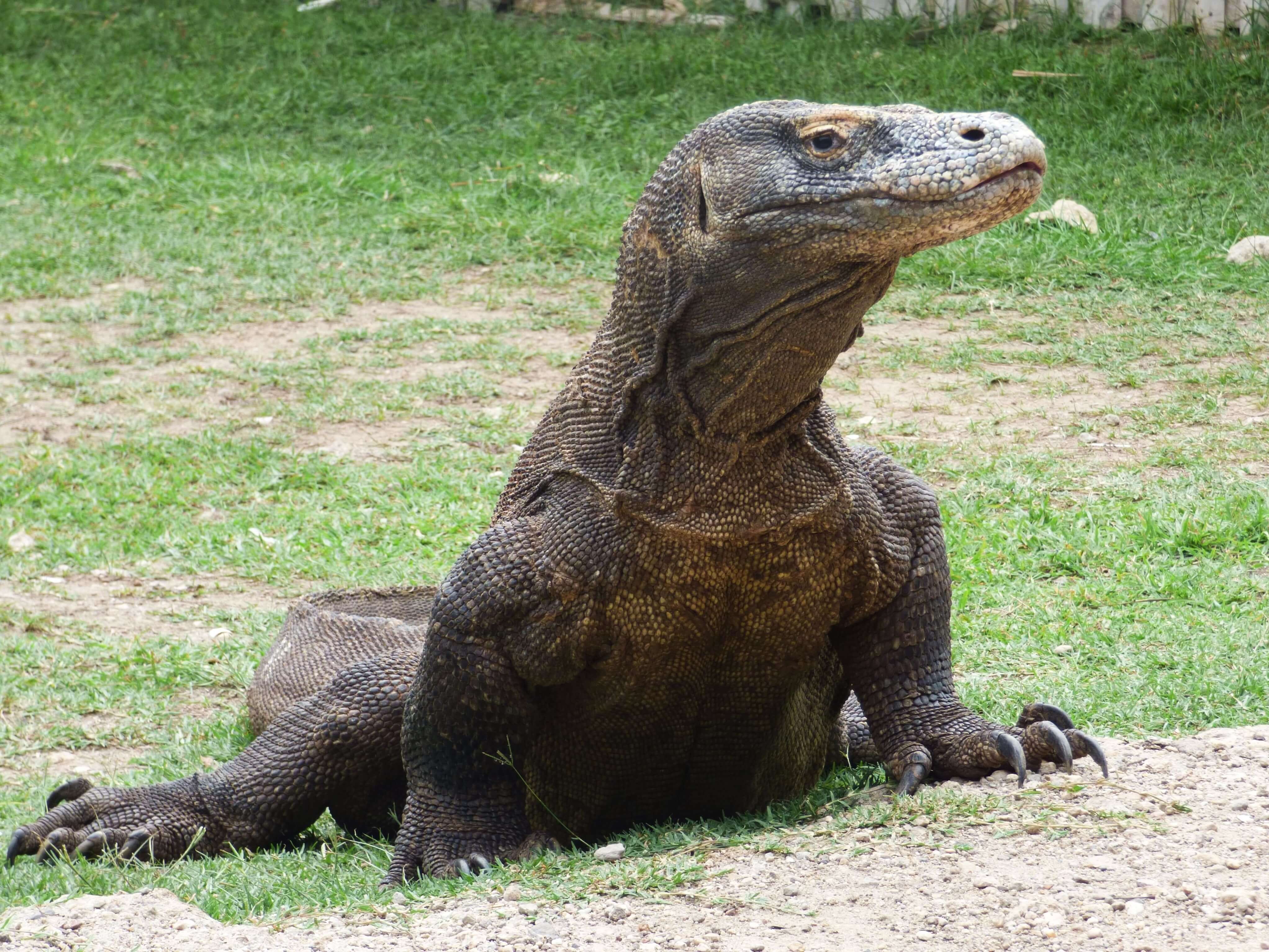 Varany na Komode | Blog BUBO